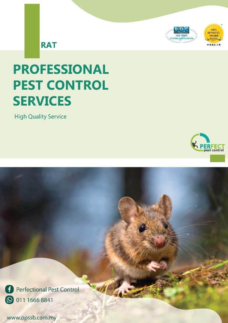 Rat Control Bangi – Perfection Pest Management Sdn. Bhd.